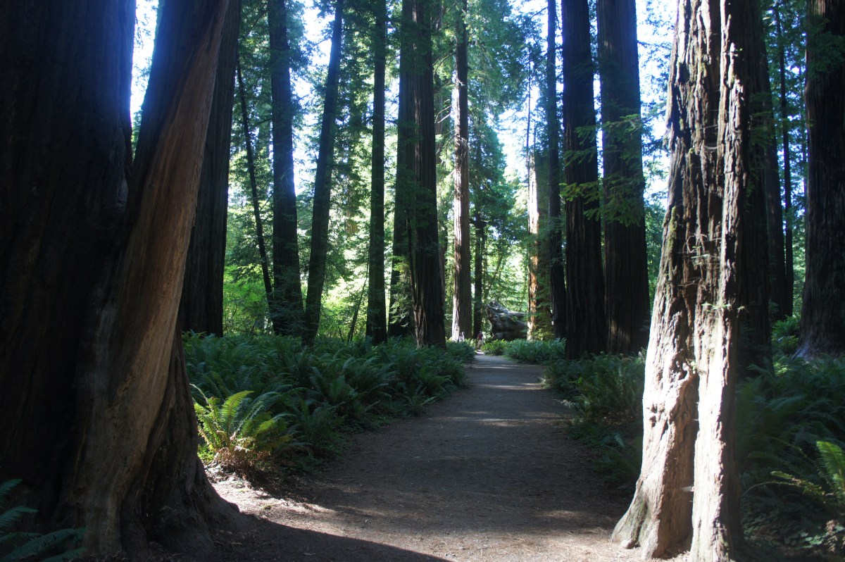 Stout Grove Loop (Jedediah Smith Redwoods State Park, CA) – Live and ...