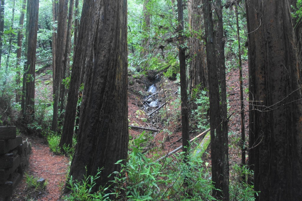 Ben Johnson-Bootjack Trail Loop (Muir Woods National Monument, CA ...