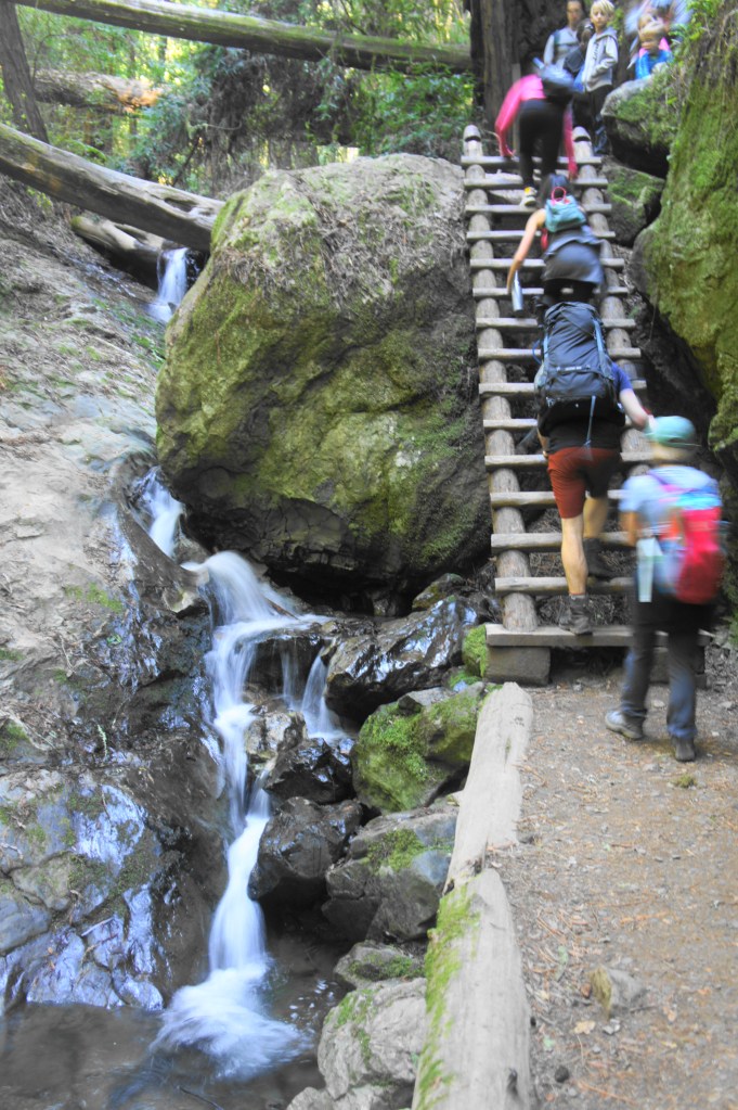 Steep Ravine – Matt Davis Trail Loop (Mount Tamalpais State Park, CA ...