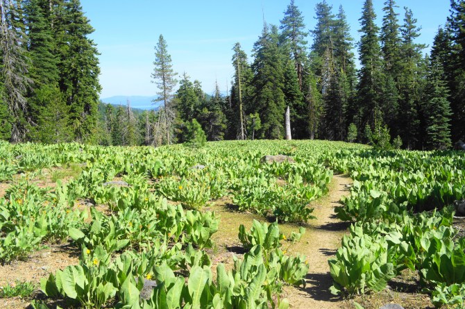 Terminal Geyser, Little Willow Lake, & Boiling Springs Lake (Lassen ...