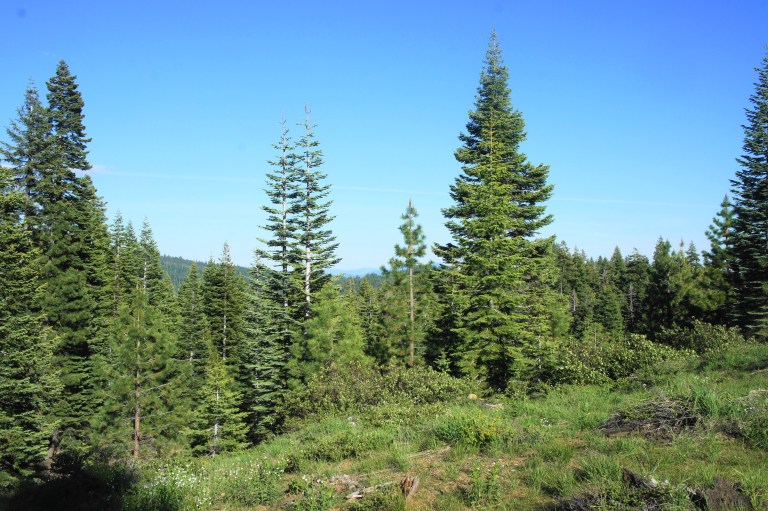 Terminal Geyser, Little Willow Lake, & Boiling Springs Lake (Lassen ...
