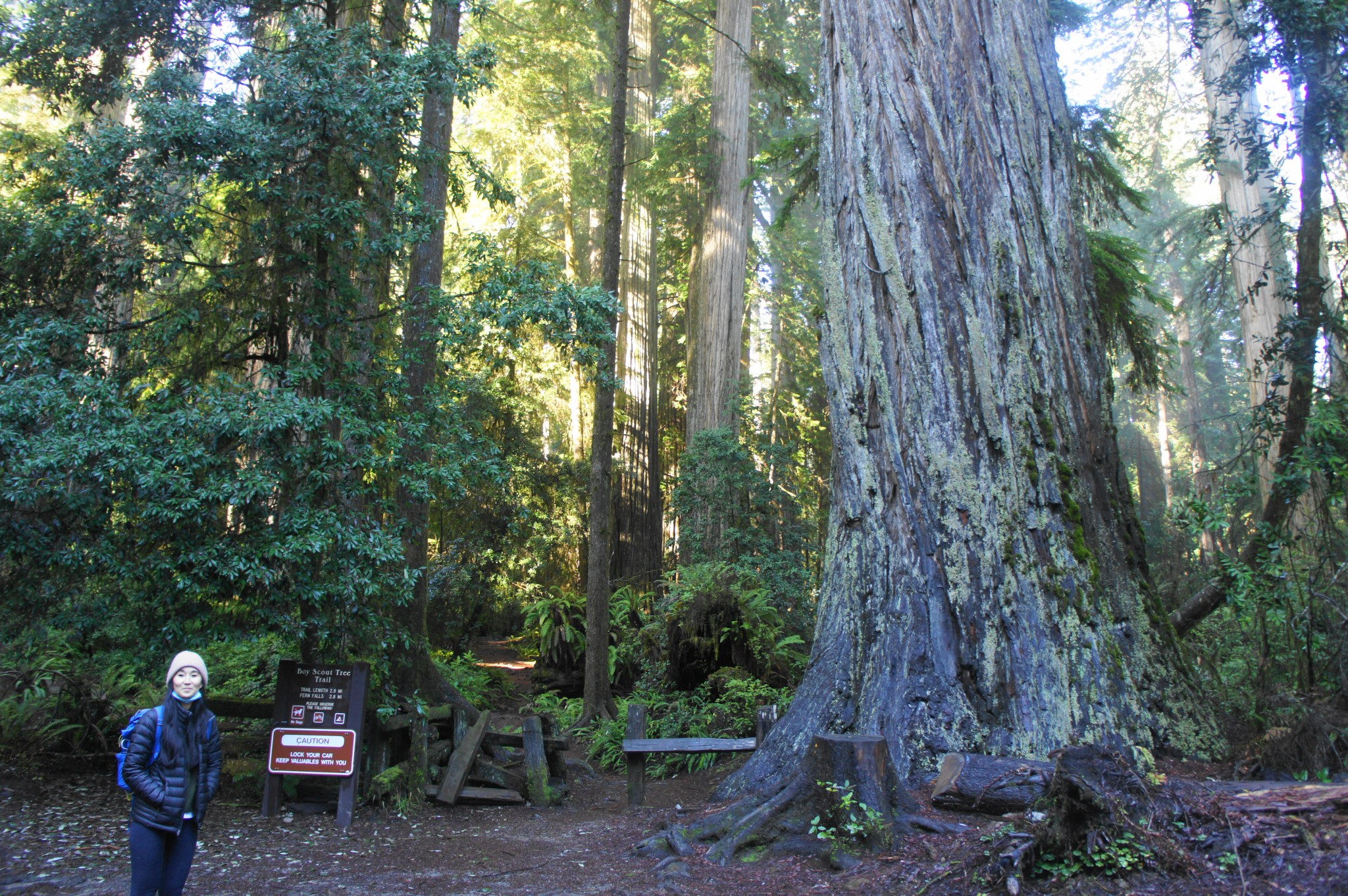 Boy Scout Tree Trail to Fern Falls (Jedediah Smith Redwoods State Park ...