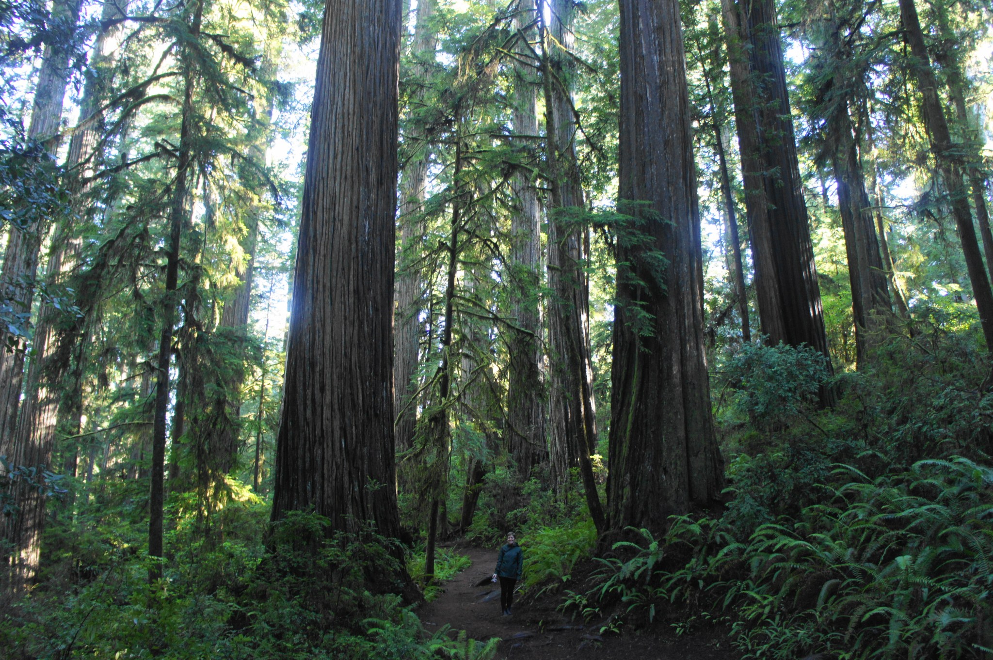 Boy Scout Tree Trail to Fern Falls (Jedediah Smith Redwoods State Park ...