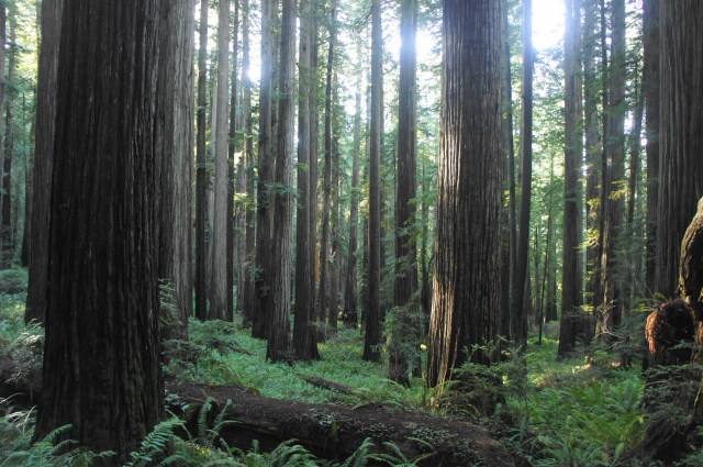 Boy Scout Tree Trail to Fern Falls (Jedediah Smith Redwoods State Park ...