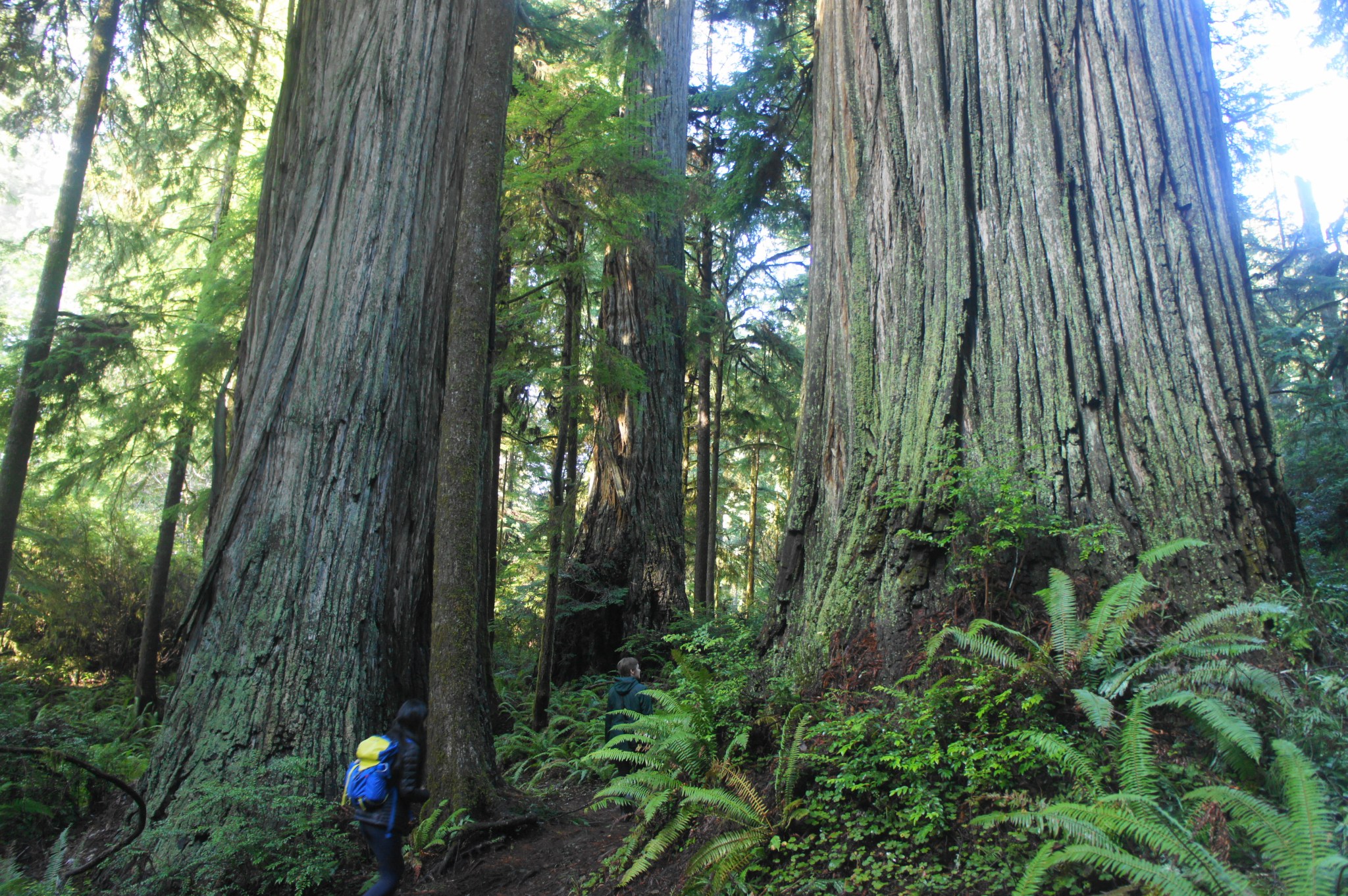 Boy Scout Tree Trail to Fern Falls (Jedediah Smith Redwoods State Park ...