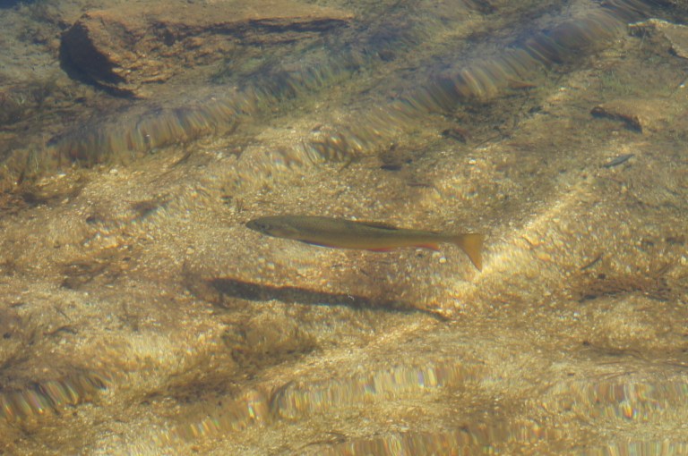 Crown Lake – Kerrick Meadow – Peeler Lake Loop (Hoover Wilderness ...