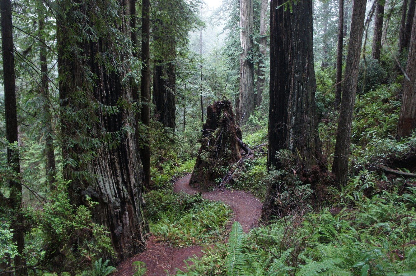 Miner’s Ridge – James Irvine Trail Loop, including Gold Bluffs Beach ...