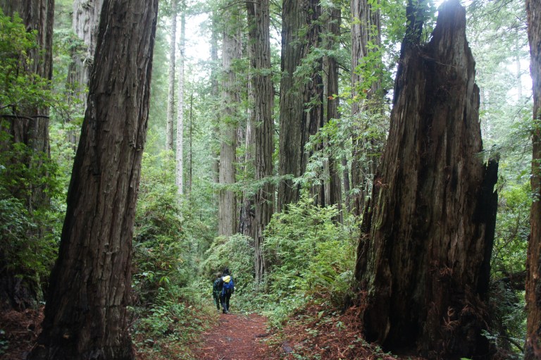Miner’s Ridge – James Irvine Trail Loop, including Gold Bluffs Beach ...