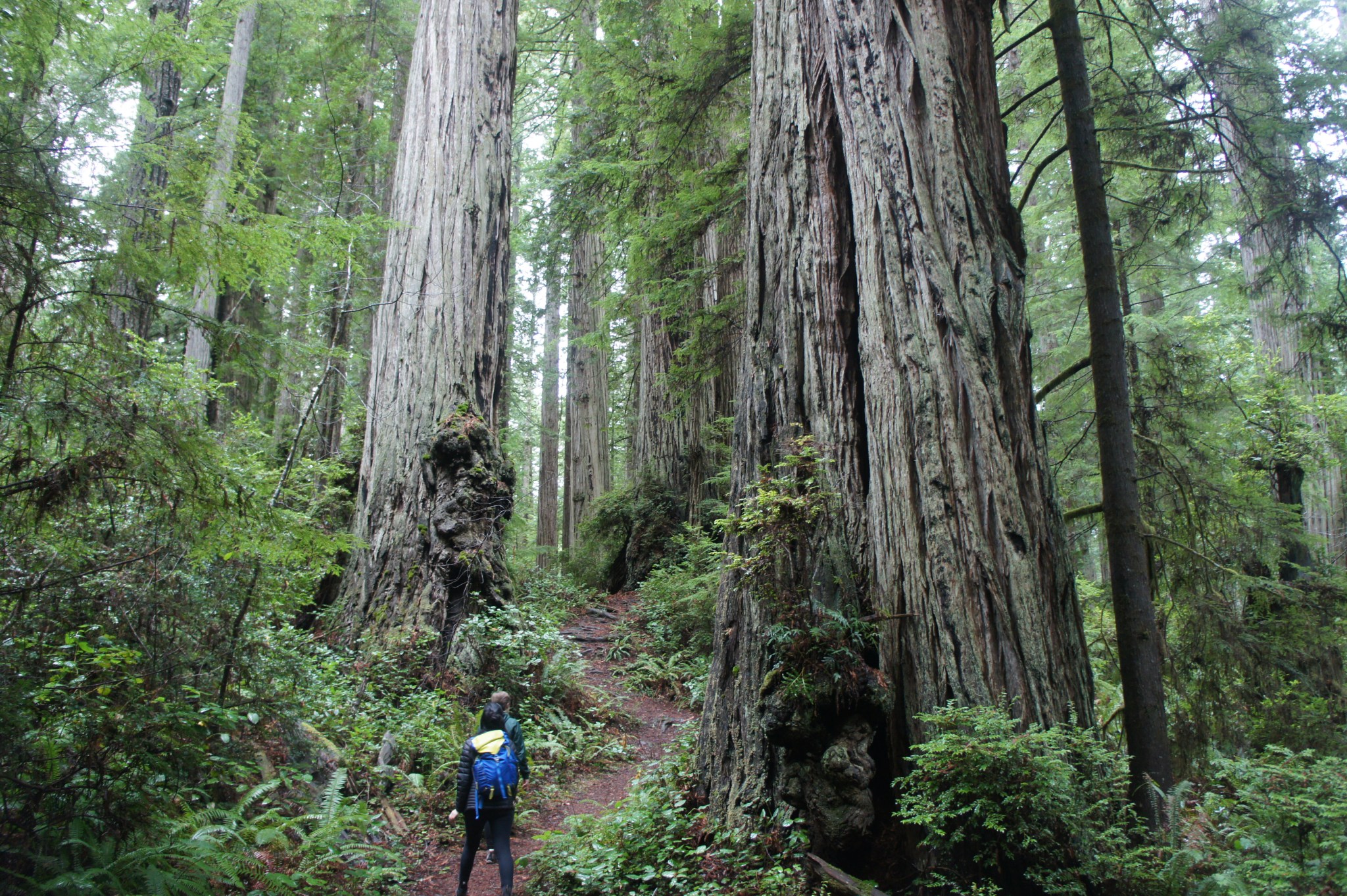 Miner’s Ridge – James Irvine Trail Loop, including Gold Bluffs Beach ...