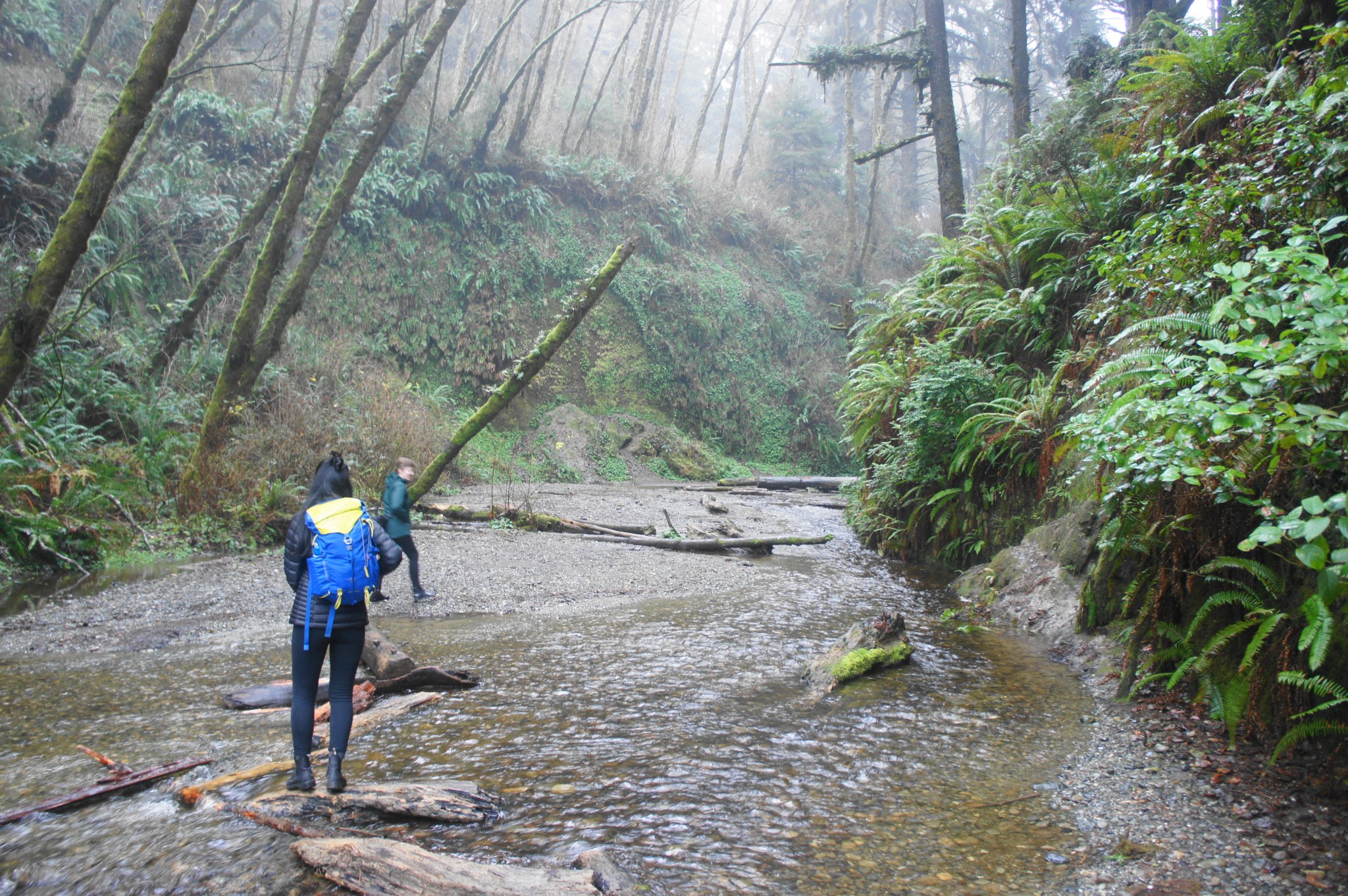 Miner’s Ridge – James Irvine Trail Loop, including Gold Bluffs Beach ...