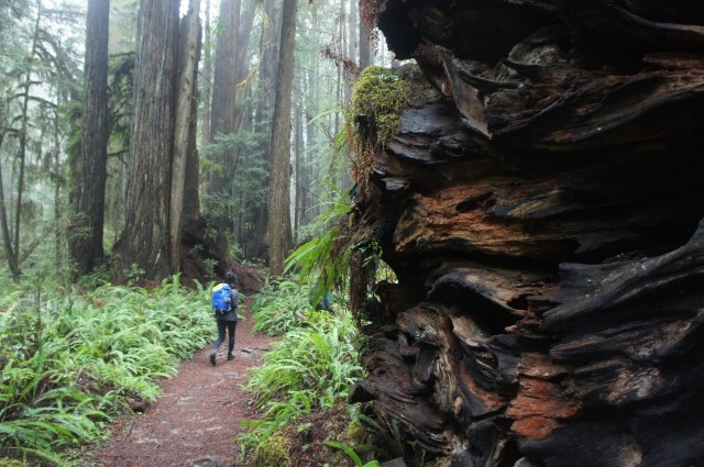 Miner’s Ridge – James Irvine Trail Loop, including Gold Bluffs Beach ...