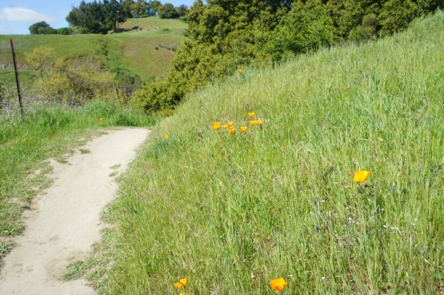 Lafayette Ridge Trail to Russell Peak (Briones Regional Park, CA ...