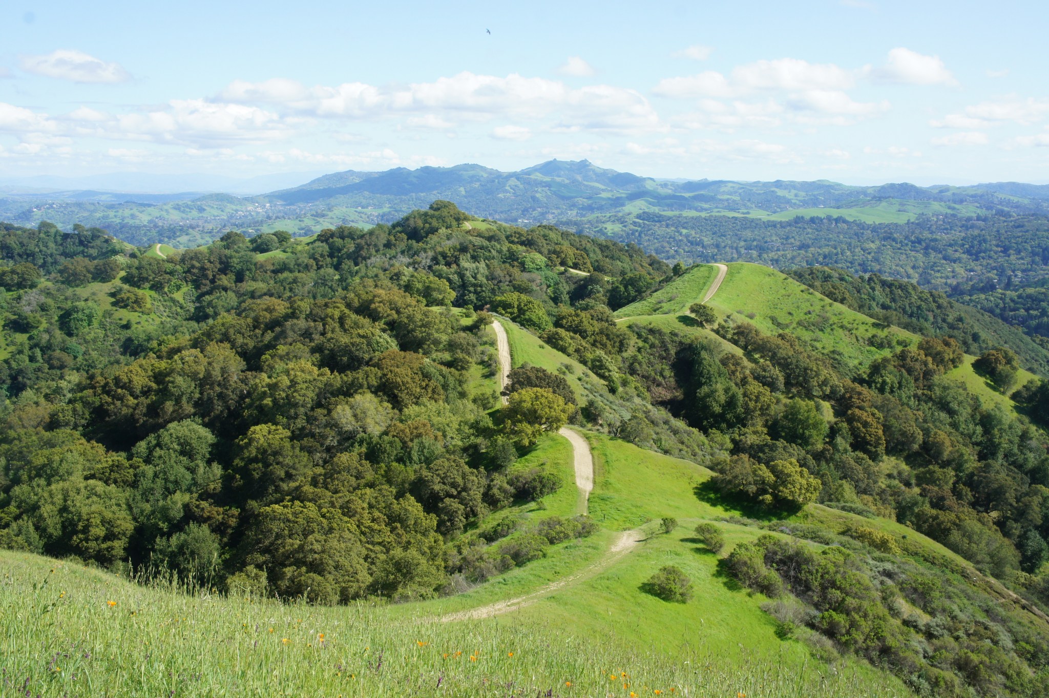 Lafayette Ridge Trail to Russell Peak (Briones Regional Park, CA ...