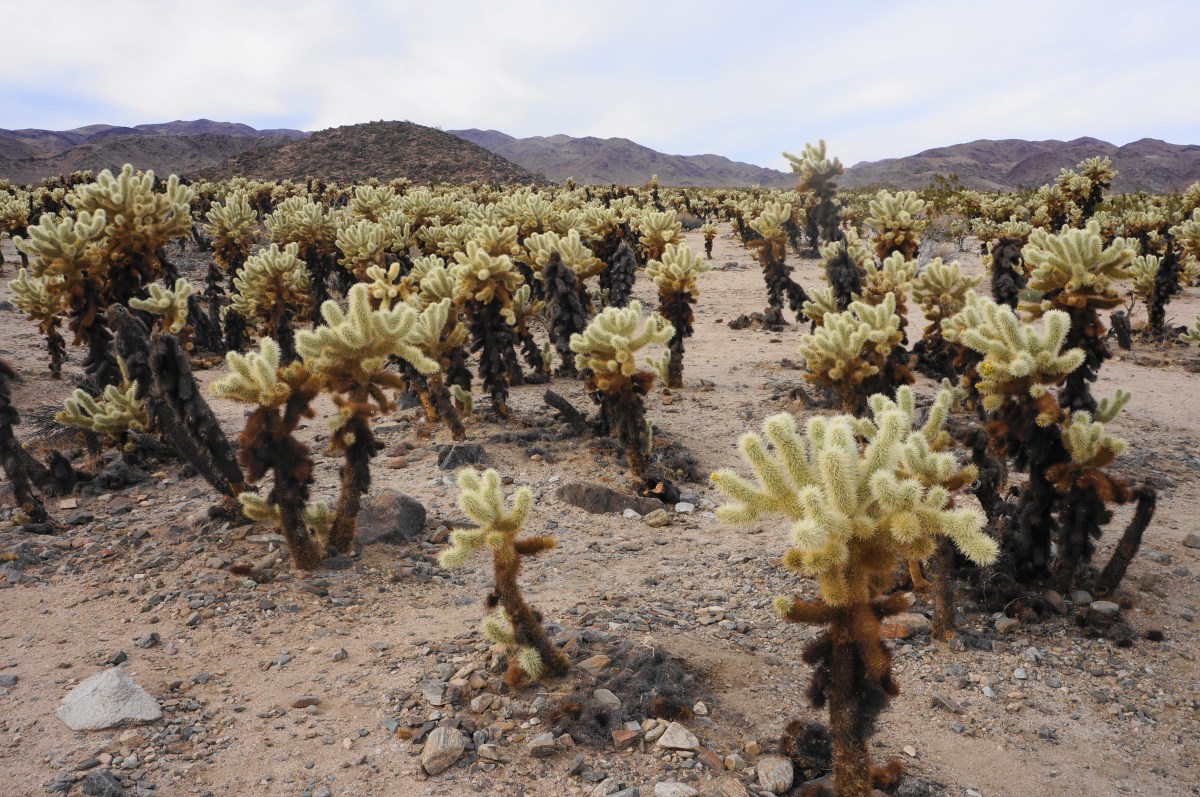 Cholla Cactus Garden Nature Trail (Joshua Tree National Park, CA ...
