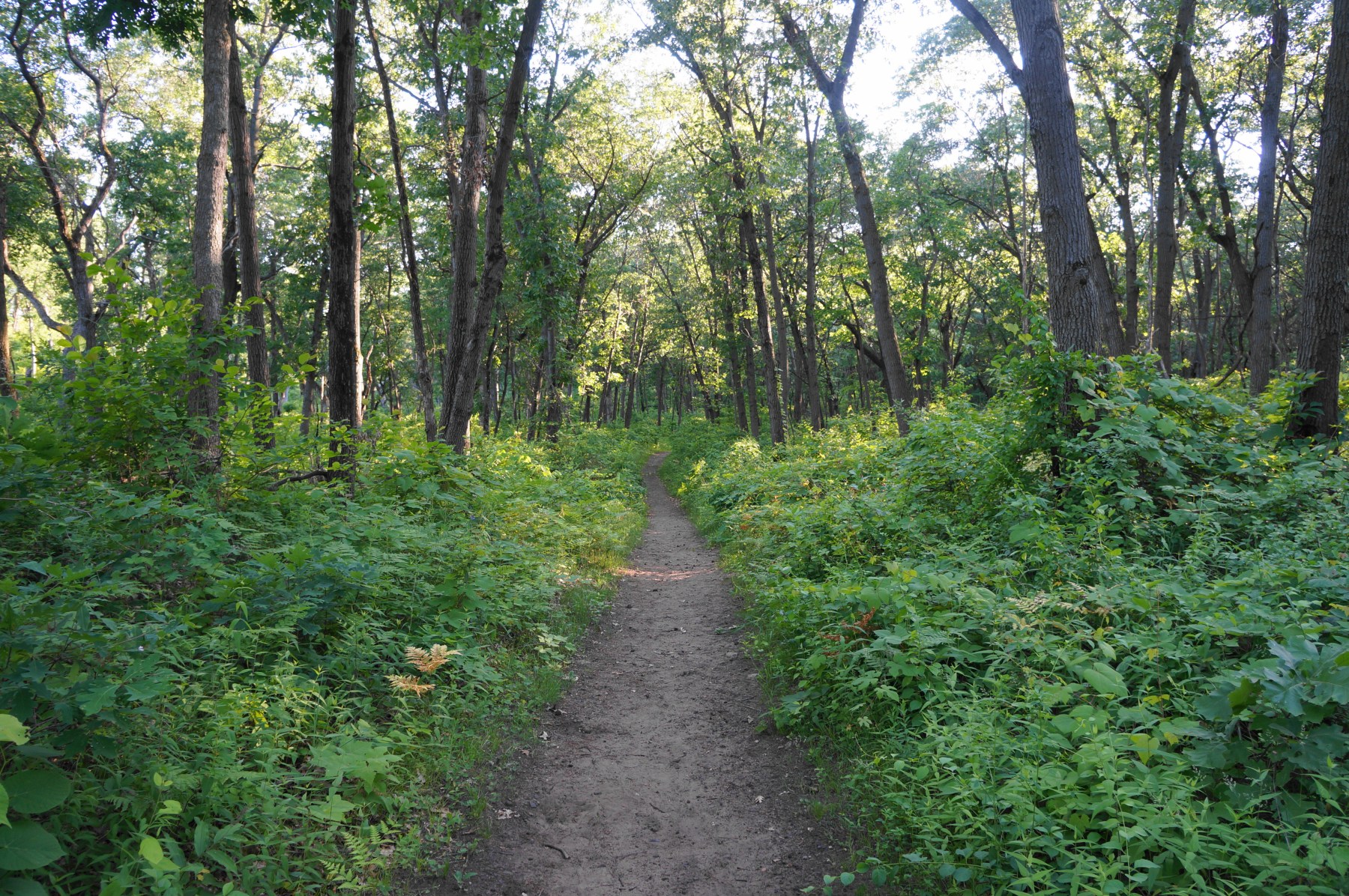 Dune Ridge Trail (Indiana Dunes National Park, IN) – Live and Let Hike