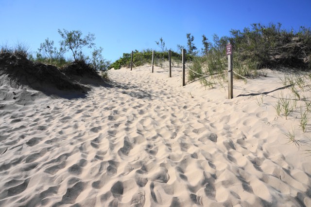 Dune Succession Trail (Indiana Dunes National Park, IN) – Live and Let Hike