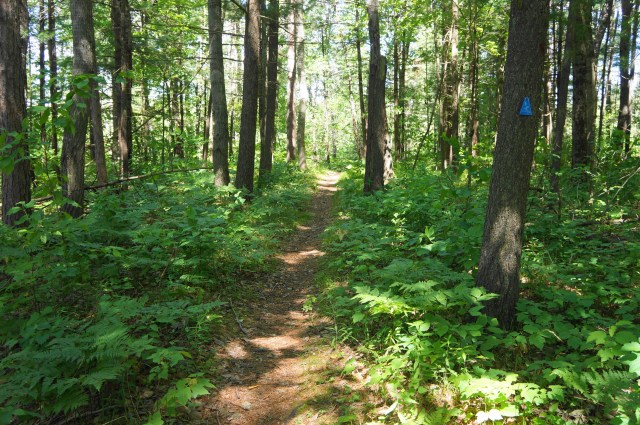 Silver Creek Pathway (Pere Marquette State Forest, MI) – Live and Let Hike
