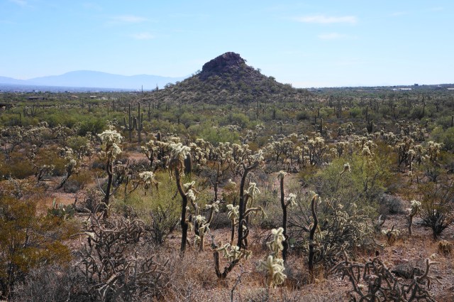 Scenic – Packrat Trail Loop (Saguaro National Park, AZ) – Live and Let Hike