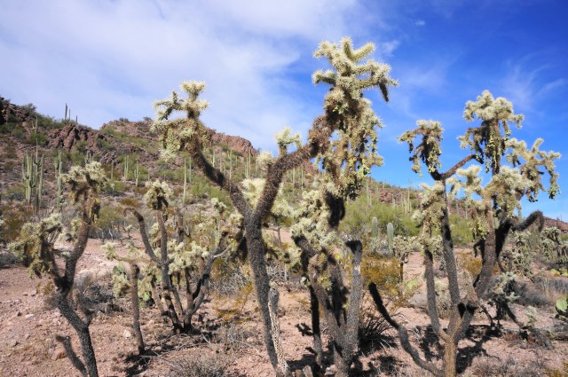 Scenic – Packrat Trail Loop (Saguaro National Park, AZ) – Live and Let Hike