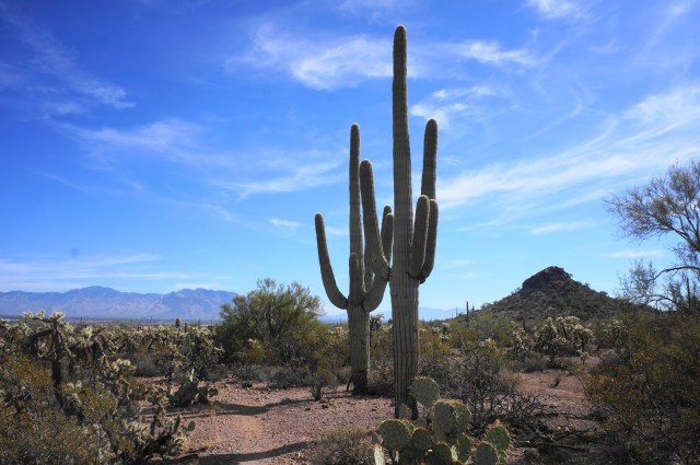 Scenic – Packrat Trail Loop (Saguaro National Park, AZ) – Live and Let Hike