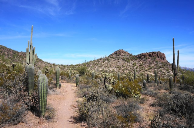 Scenic – Packrat Trail Loop (Saguaro National Park, AZ) – Live and Let Hike