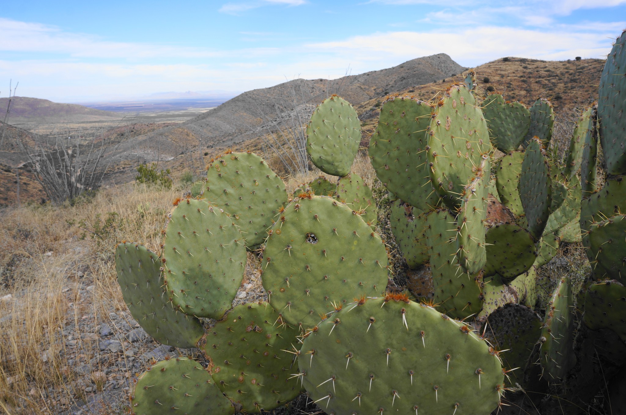 Fort Bowie Trail Loop (Fort Bowie National Historic Site, AZ) – Live and Let Hike