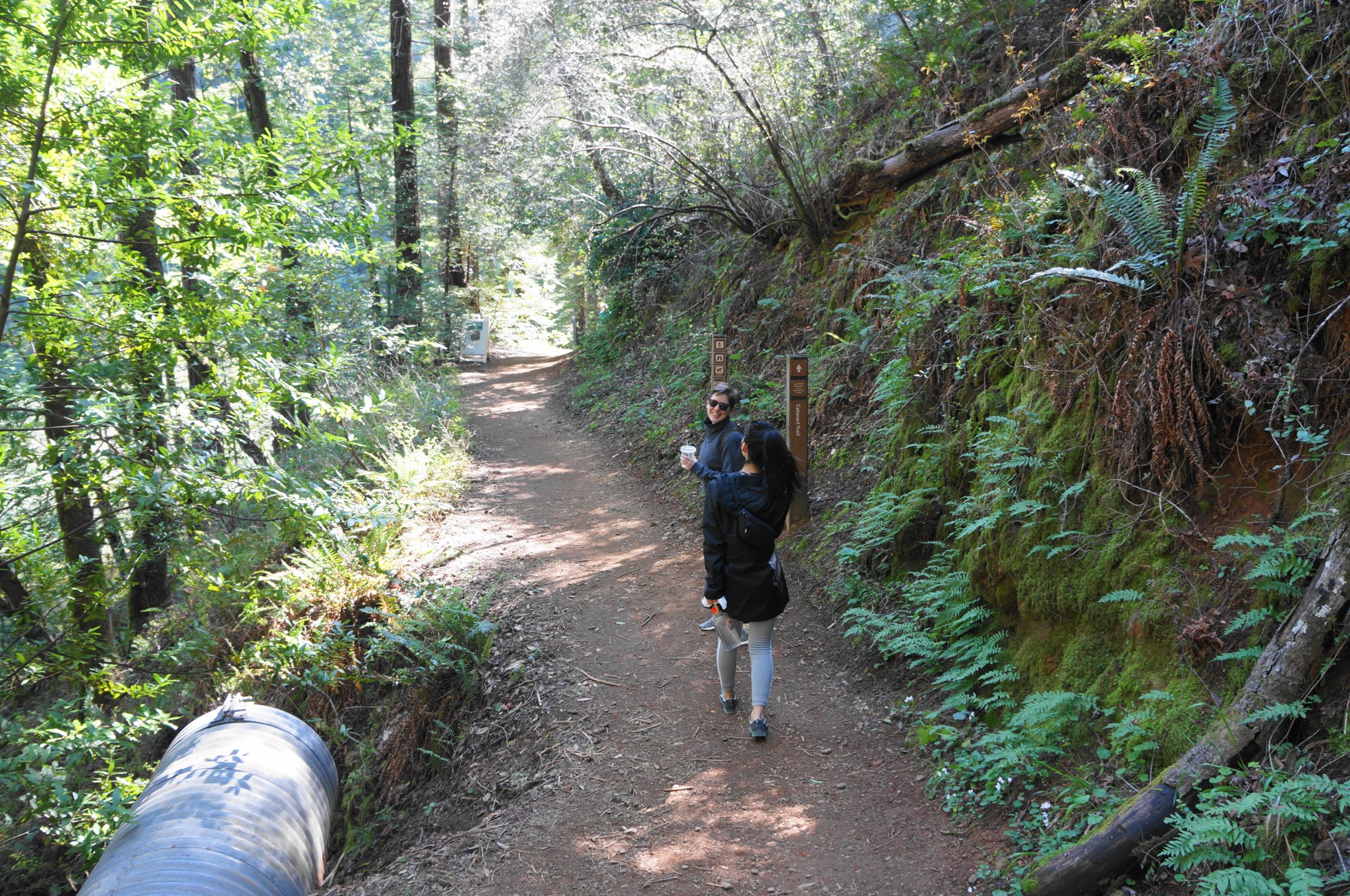 Cataract Falls Trail (Marin Municipal Water District, CA) – Live and ...