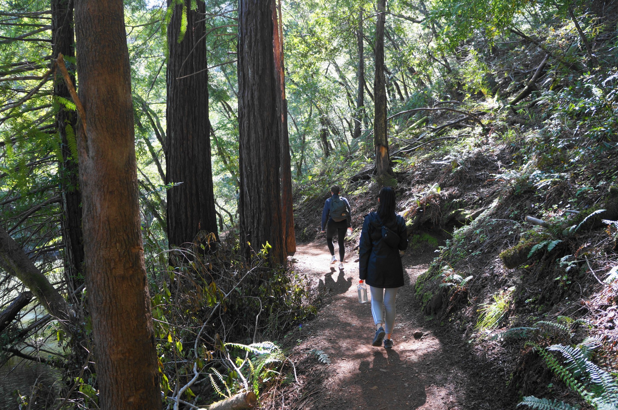 Cataract Falls Trail (Marin Municipal Water District, CA) – Live and ...