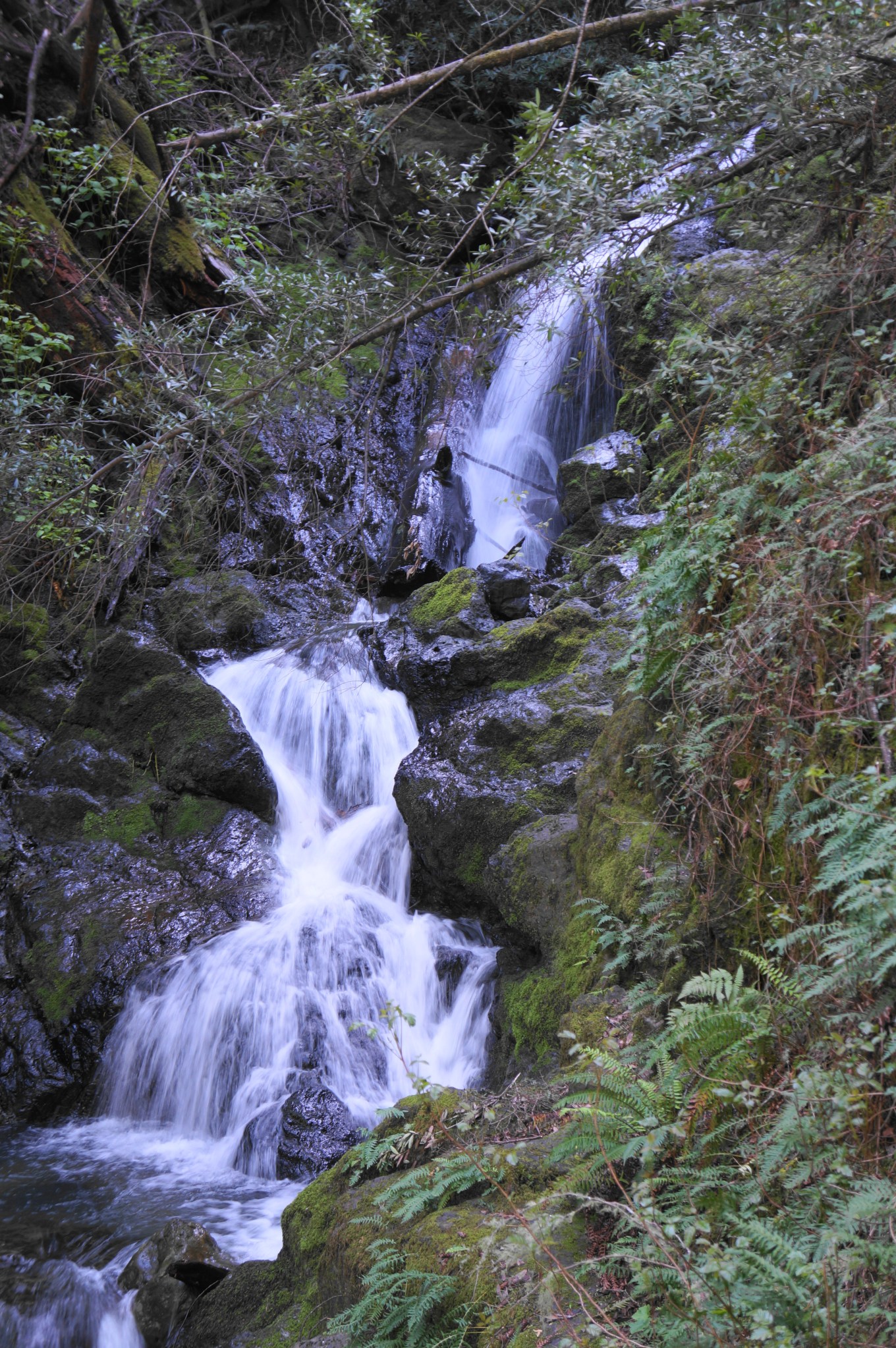 Cataract Falls Trail (Marin Municipal Water District, CA) – Live and ...
