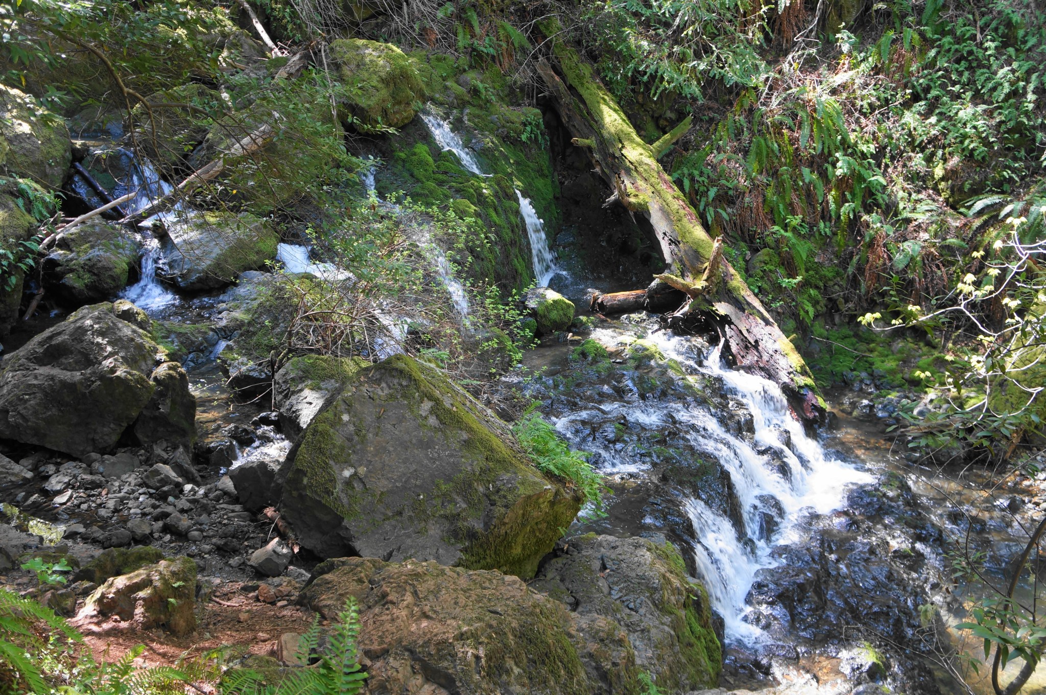 Cataract Falls Trail (Marin Municipal Water District, CA) – Live and ...