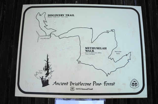 Methuselah Trail (Inyo National Forest, CA) – Live and Let Hike