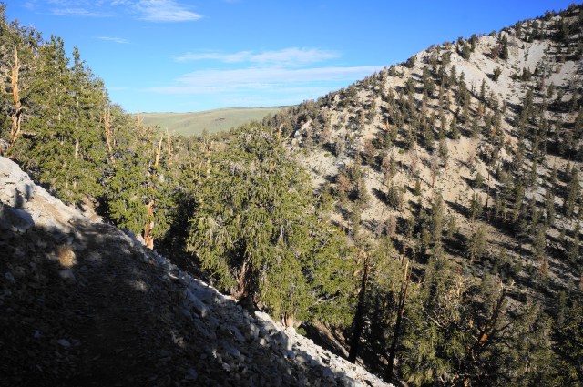 Methuselah Trail (Inyo National Forest, CA) – Live and Let Hike