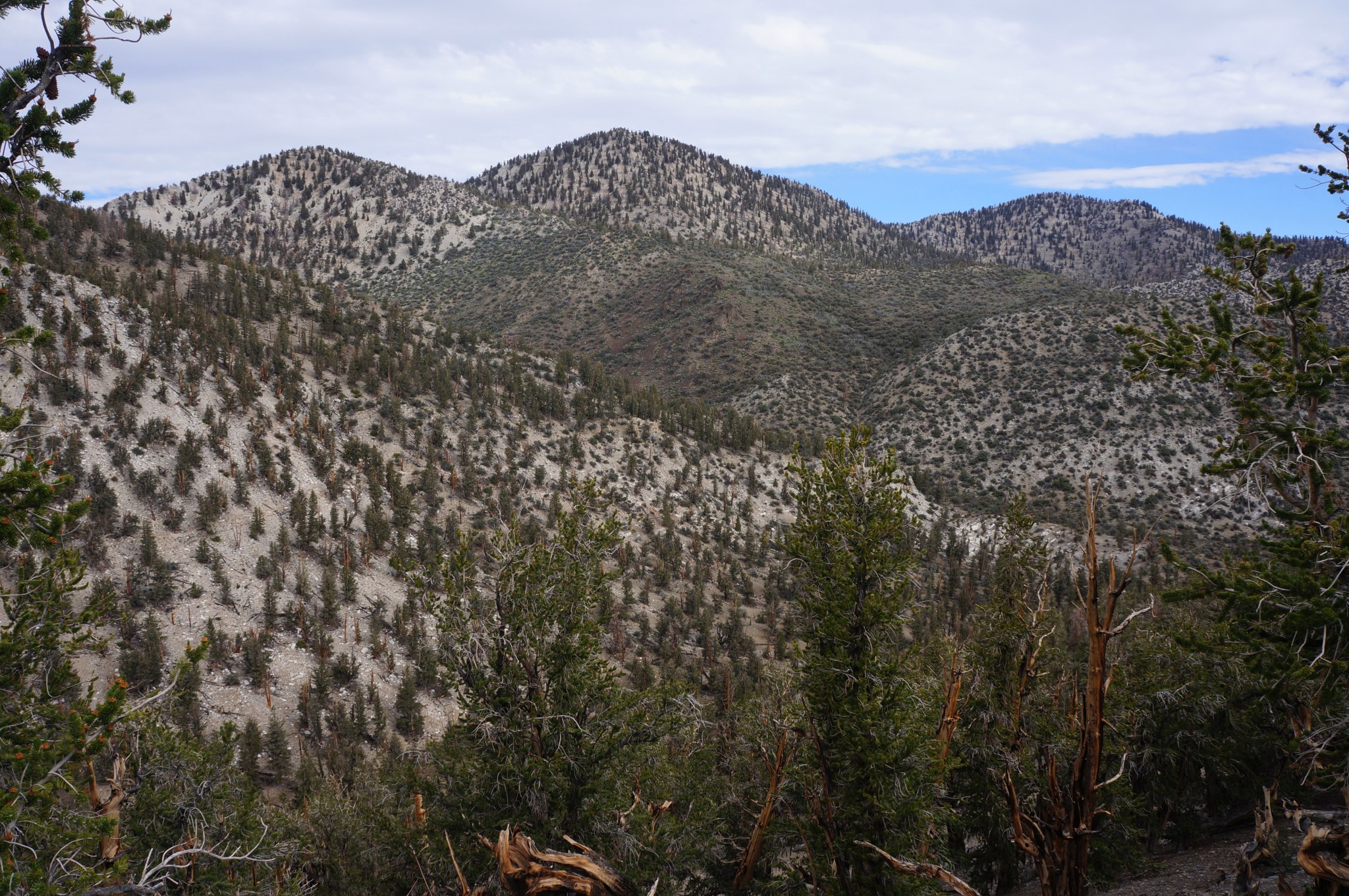 Methuselah Trail (Inyo National Forest, CA) – Live and Let Hike