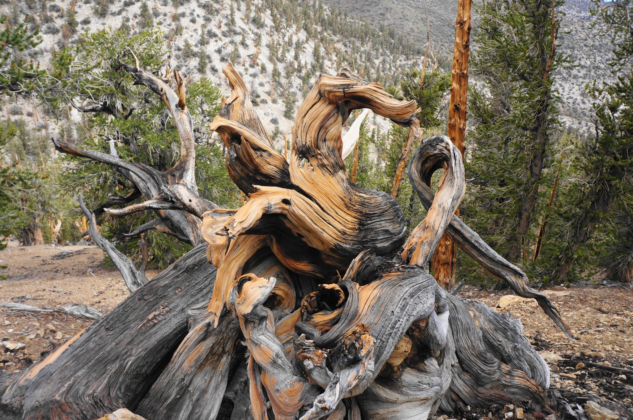 Methuselah Trail (Inyo National Forest, CA) – Live and Let Hike