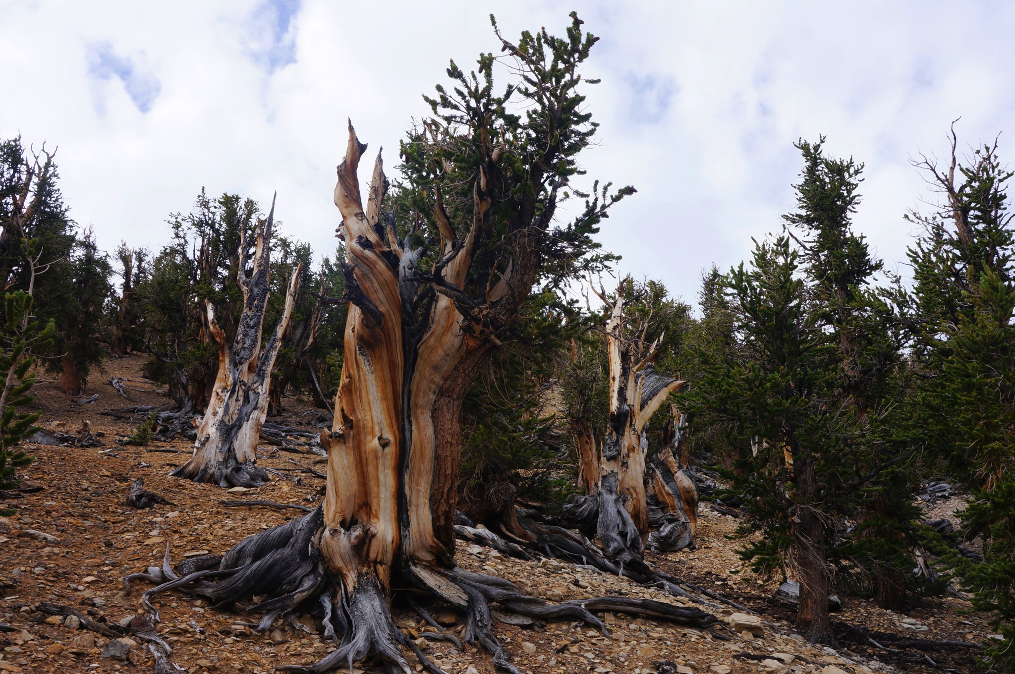Methuselah Trail (Inyo National Forest, CA) – Live and Let Hike