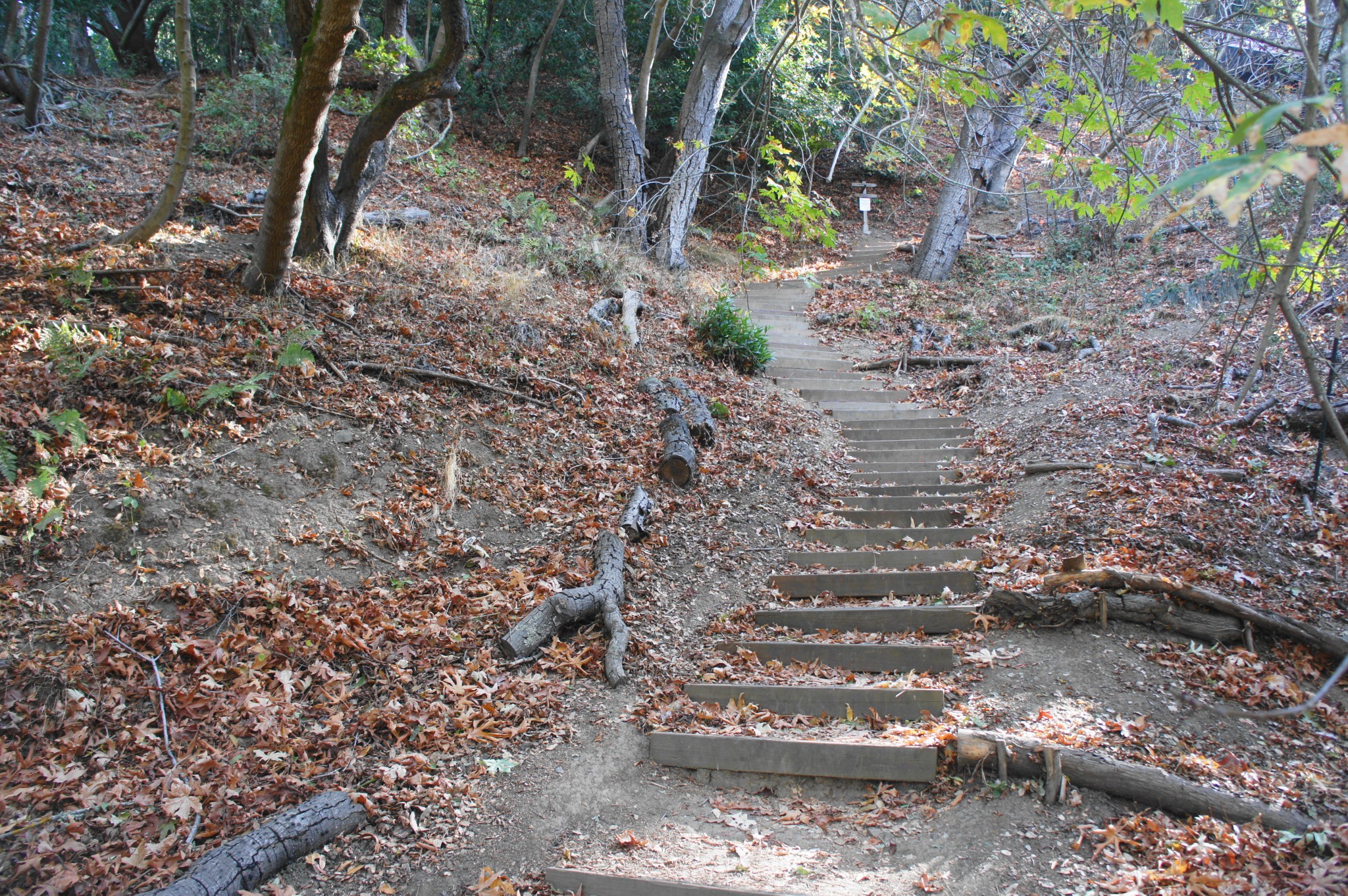 Claremont Canyon & UC-Berkeley Hikes – Live and Let Hike