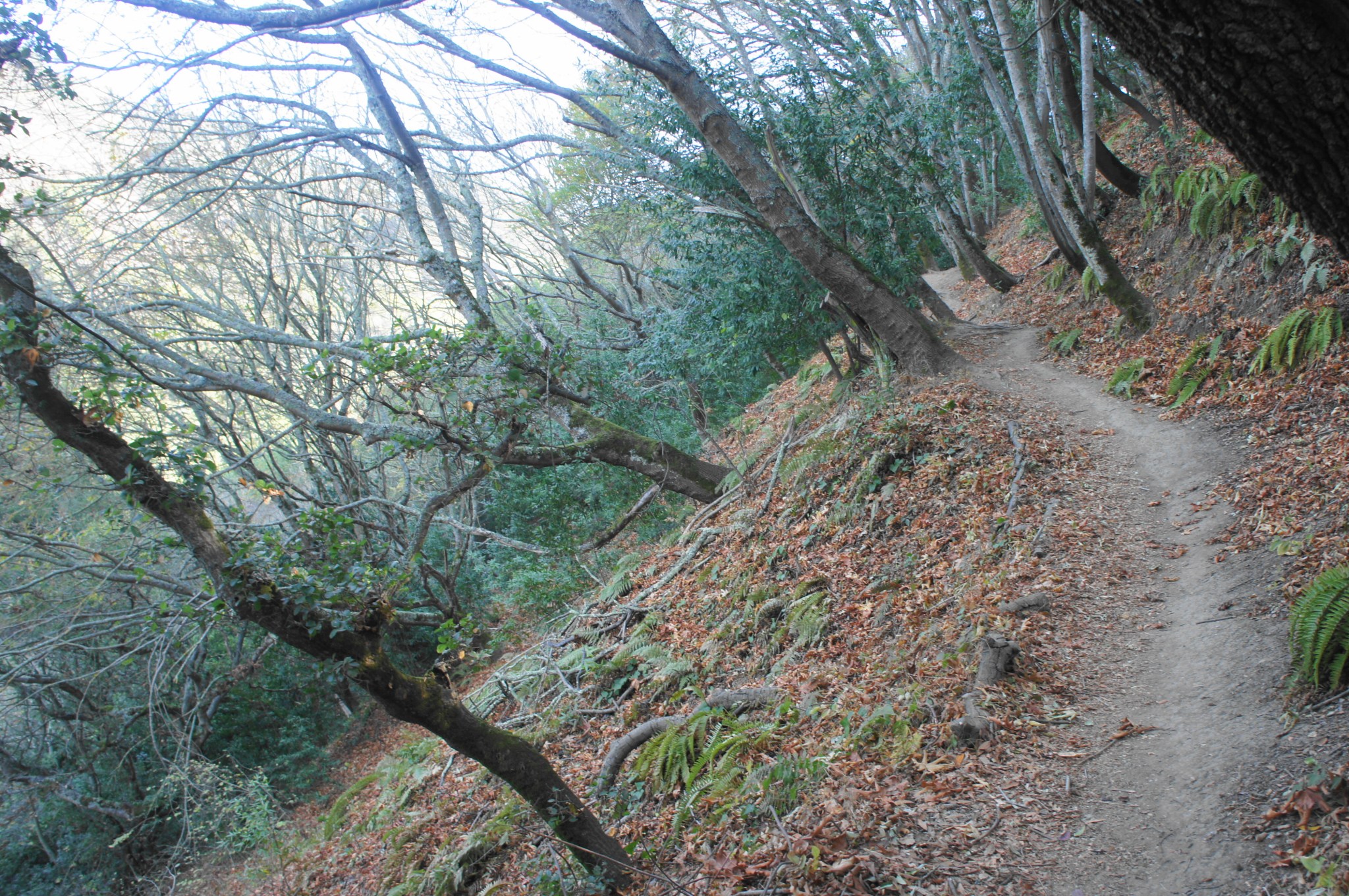 Claremont Canyon & UC-Berkeley Hikes – Live and Let Hike