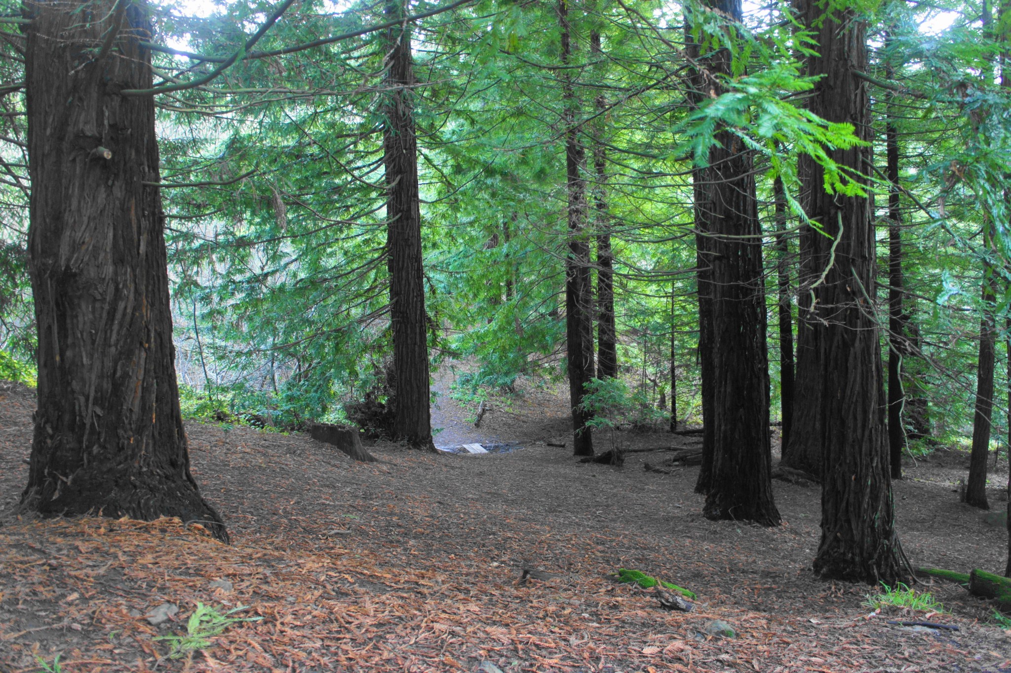 Claremont Canyon & UC-Berkeley Hikes – Live and Let Hike