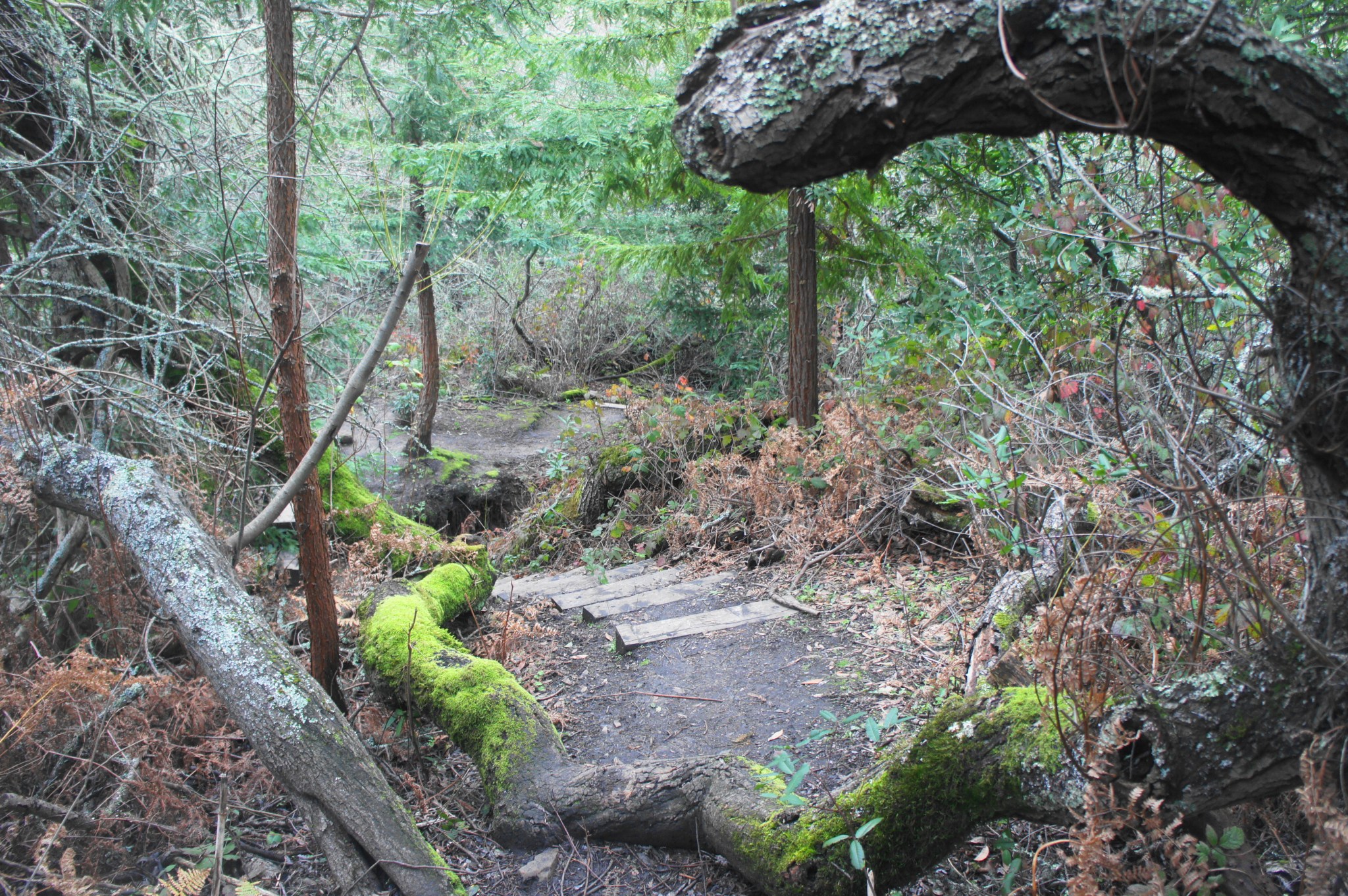 Claremont Canyon & UC-Berkeley Hikes – Live and Let Hike