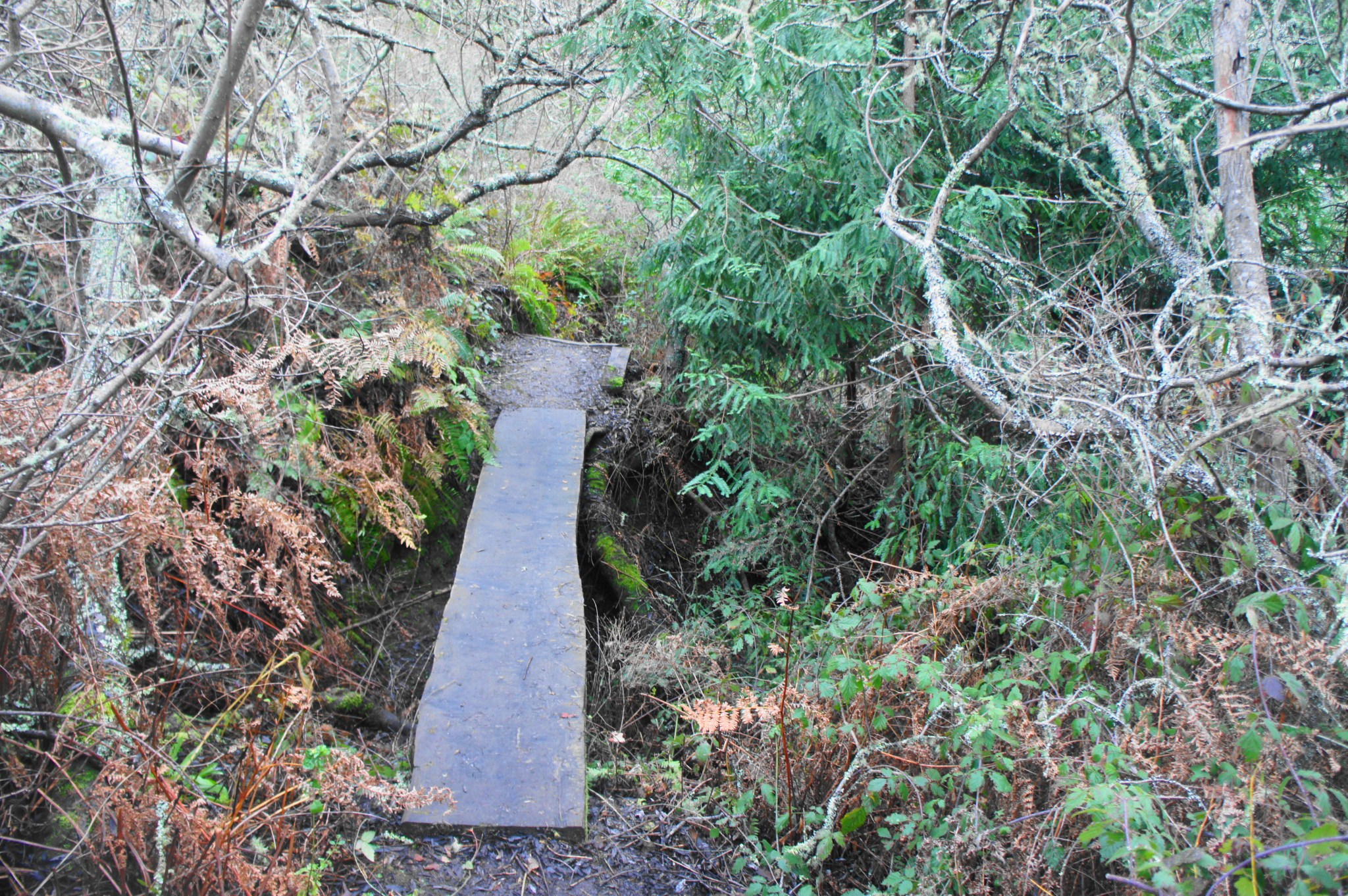 Claremont Canyon & UC-Berkeley Hikes – Live and Let Hike