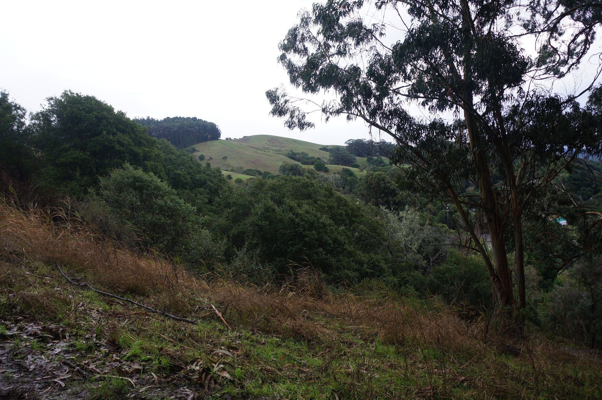 Hikes in Wildcat Canyon Regional Park – Live and Let Hike