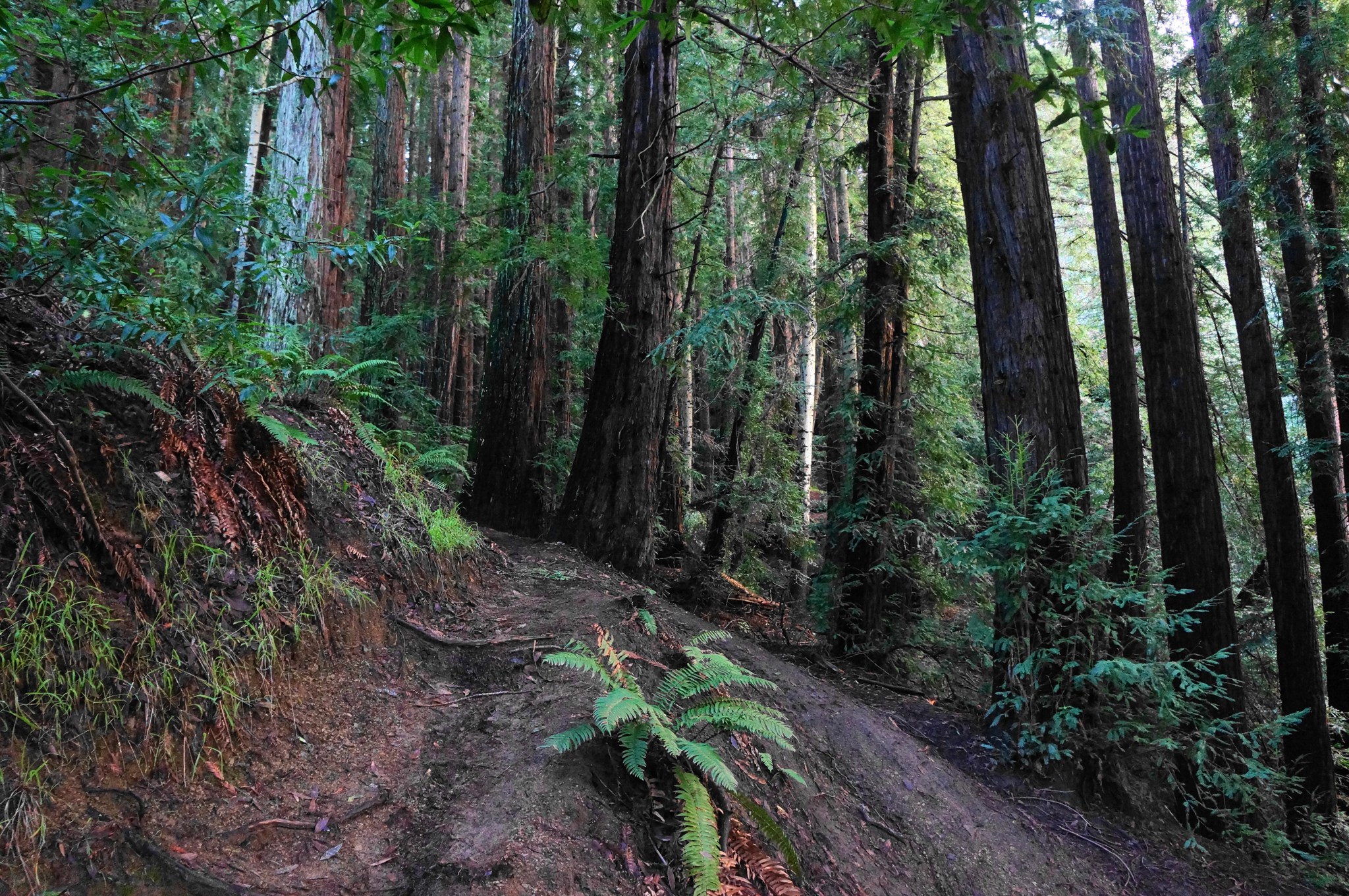 Claremont Canyon & UC-Berkeley Hikes – Live and Let Hike