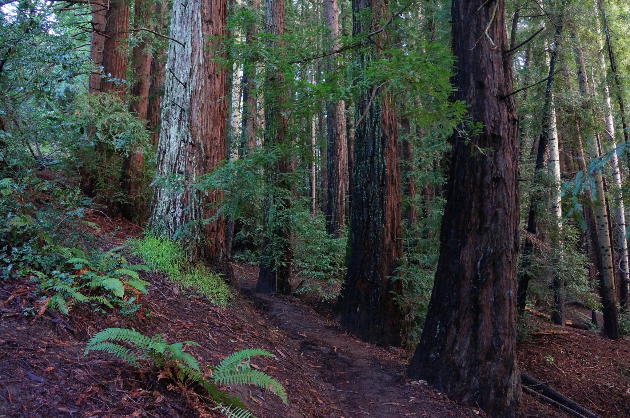 Claremont Canyon & UC-Berkeley Hikes – Live and Let Hike