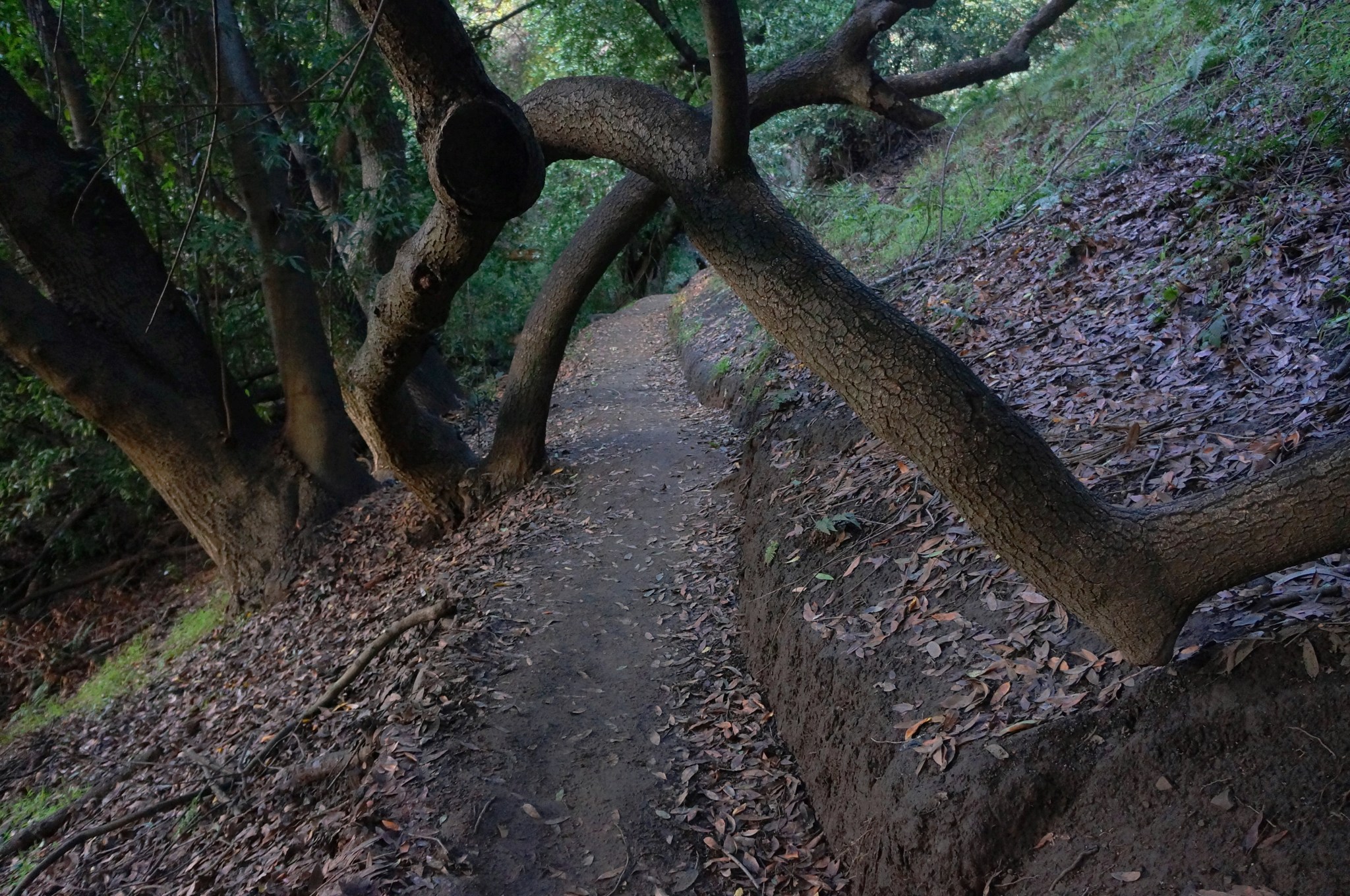 Claremont Canyon & UC-Berkeley Hikes – Live and Let Hike