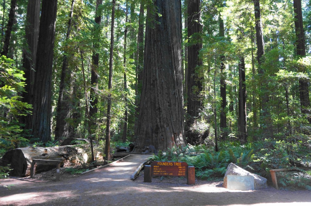 Founders’ Grove (Humboldt Redwoods State Park, CA) – Live and Let Hike