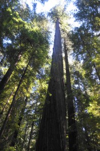 Founders’ Grove (Humboldt Redwoods State Park, CA) – Live and Let Hike