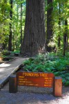 Founders’ Grove (Humboldt Redwoods State Park, CA) – Live and Let Hike