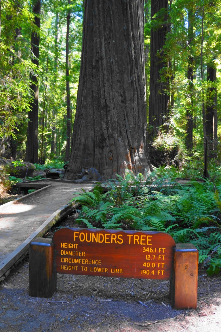 Founders’ Grove (Humboldt Redwoods State Park, CA) – Live and Let Hike