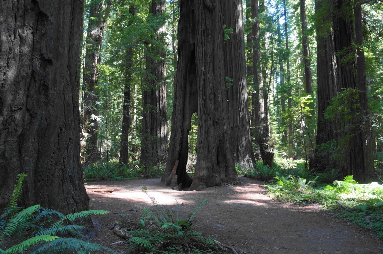 Founders’ Grove (Humboldt Redwoods State Park, CA) – Live and Let Hike