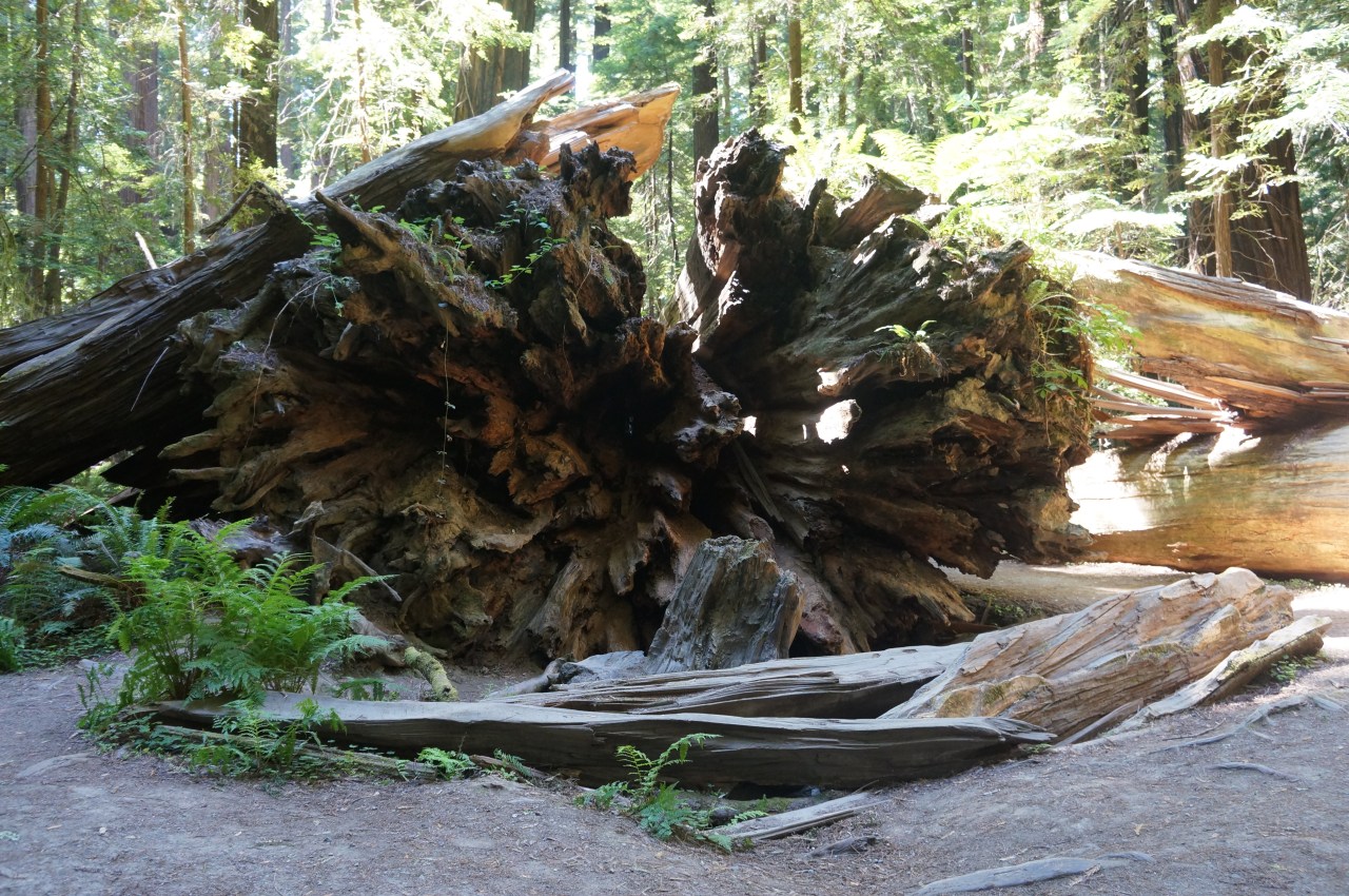 Founders’ Grove (Humboldt Redwoods State Park, CA) – Live and Let Hike